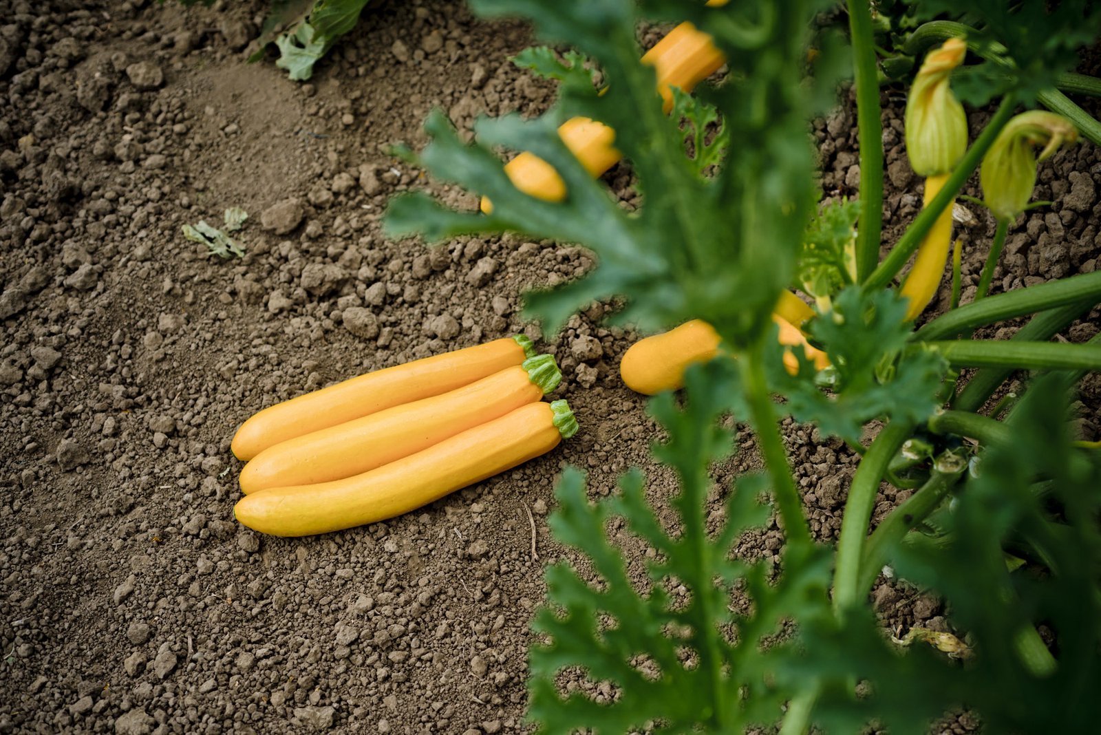 Products - Westar Seeds International, Inc.